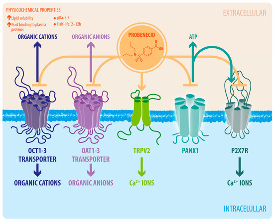 Biomedicines | Free Full-Text | Probenecid, an Old Drug with Potential ...