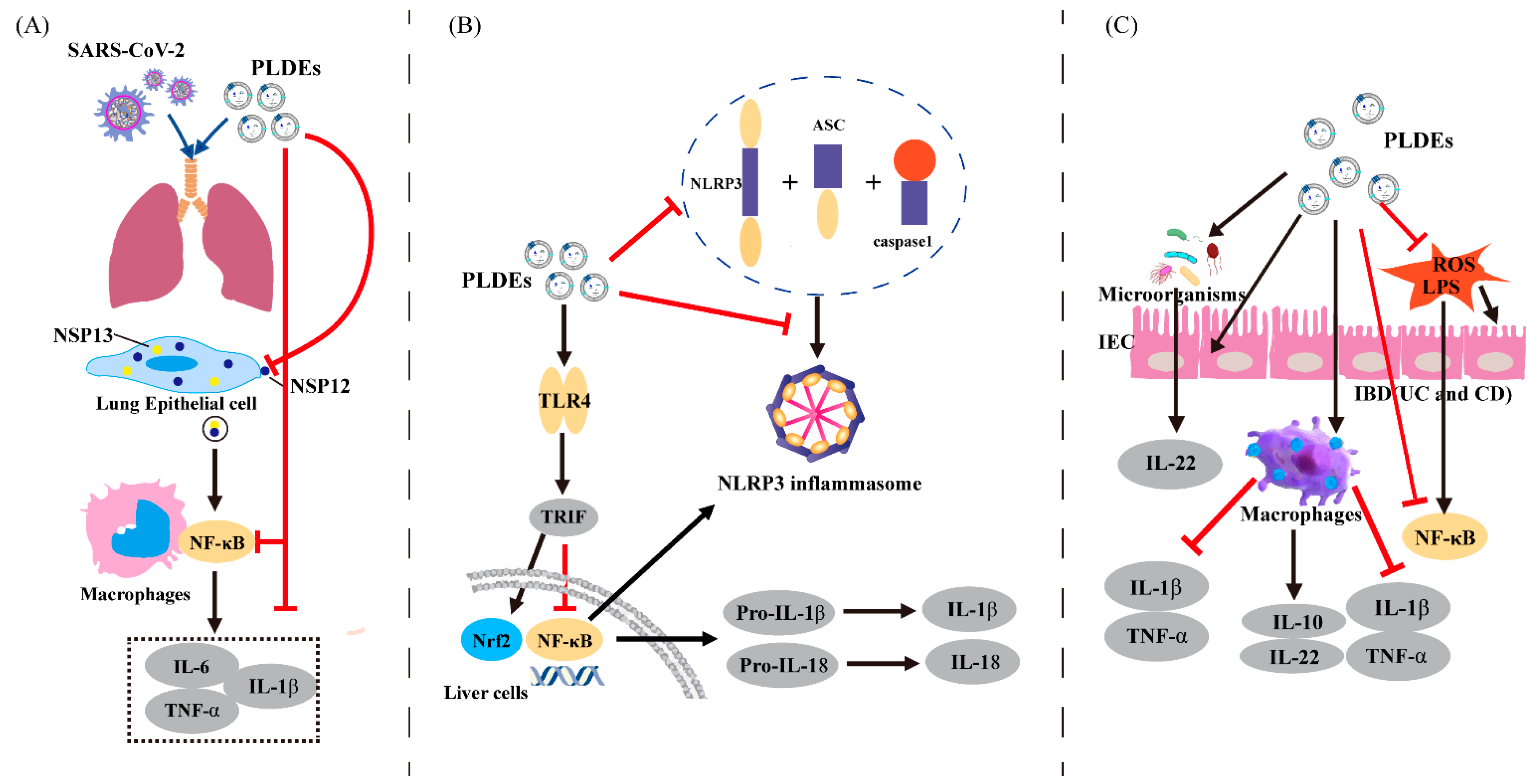 Advances in the Therapeutic Applications of Plant-Derived Exosomes in the Treatment of ...