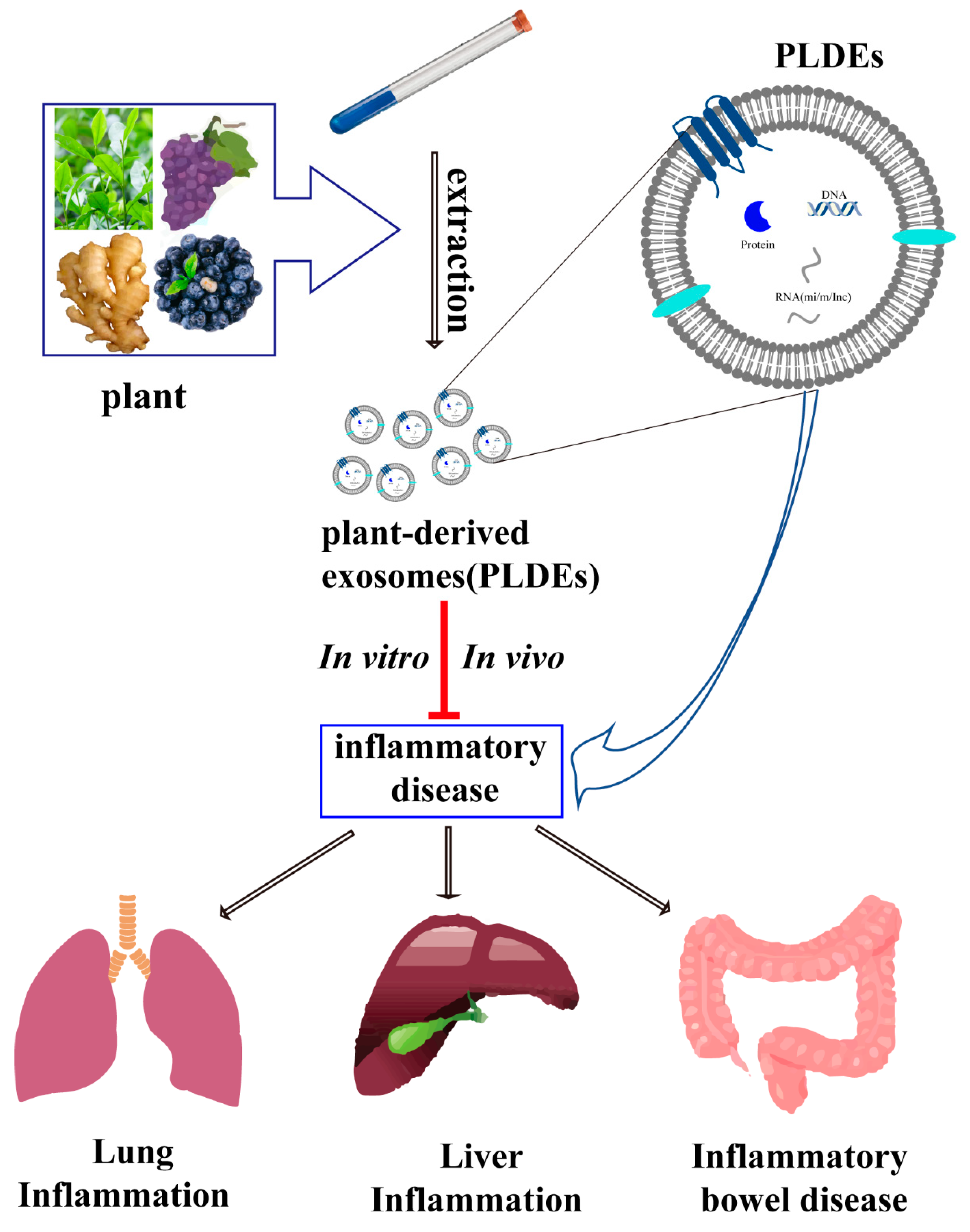 Advances in the Therapeutic Applications of Plant-Derived Exosomes in the Treatment of ...