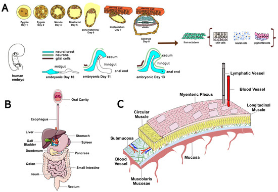 Beyond the Microbiota: Understanding the Role of the Enteric Nervous ...