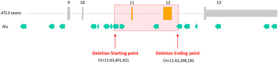 The First Large Deletion of ATL3 Identified in a Patient Presenting ...
