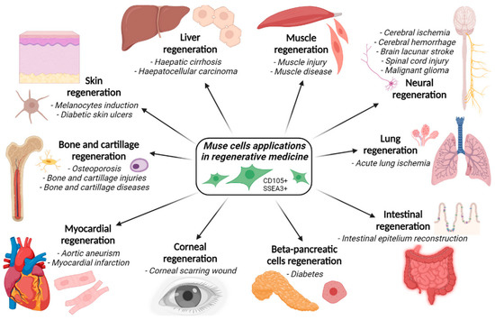Biomedicines | Free Full-Text | Multilineage-Differentiating Stress ...