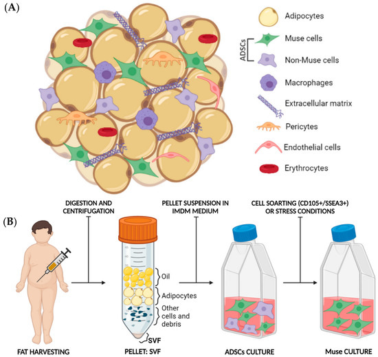 Biomedicines | Free Full-Text | Multilineage-Differentiating Stress ...