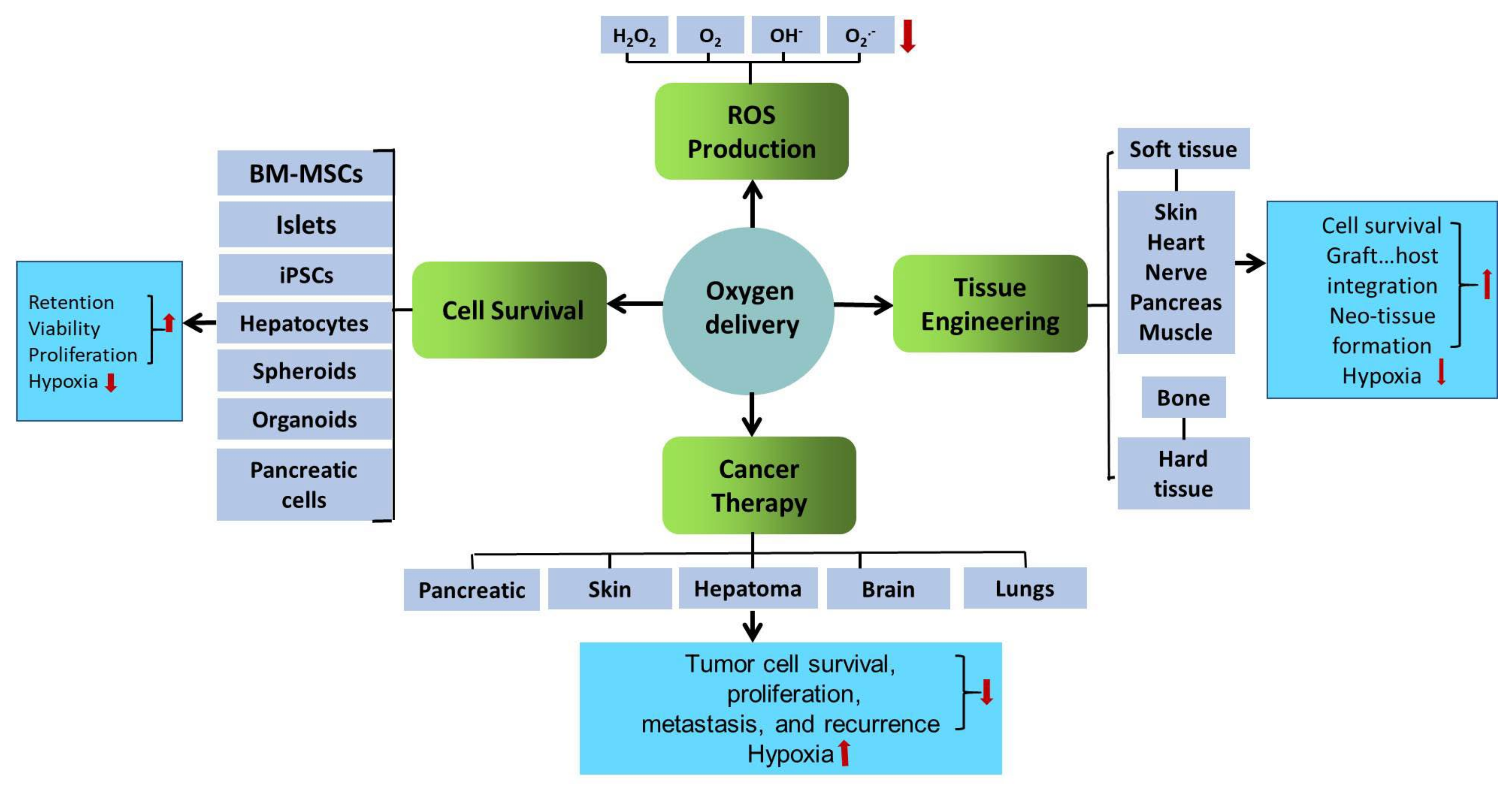 Insight on Oxygen-Supplying Biomaterials Used to Enhance Cell Survival ...