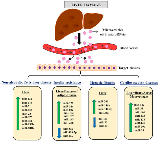 Biomedicines | Free Full-Text | Insight into the Inter-Organ Crosstalk ...