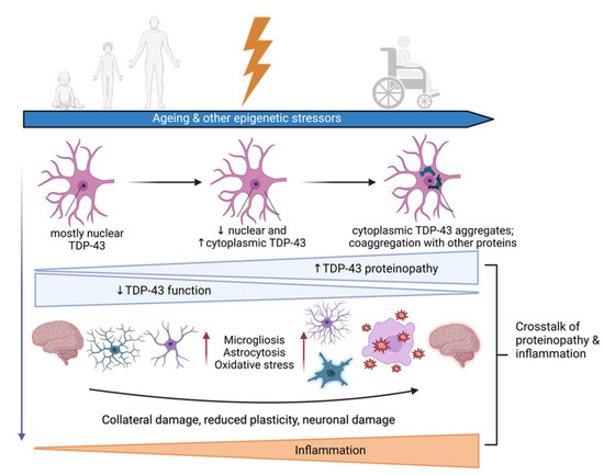 Emerging Trends in the Field of Inflammation and Proteinopathy in ALS/FTD Spectrum Disorder