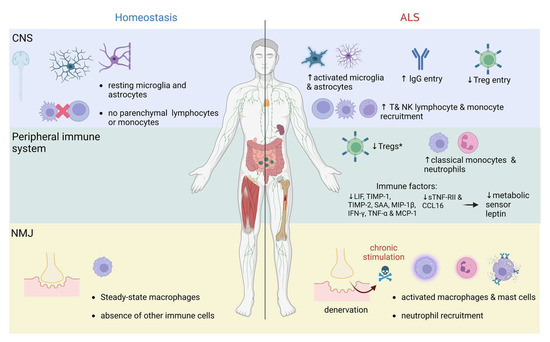 Emerging Trends in the Field of Inflammation and Proteinopathy in ALS ...