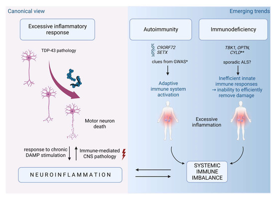 Emerging Trends in the Field of Inflammation and Proteinopathy in ALS ...