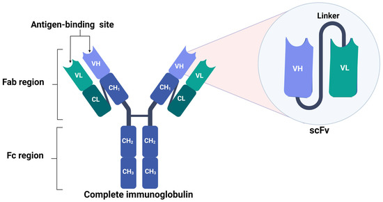 Mechanisms of Action and Limitations of Monoclonal Antibodies and Single Chain Fragment Variable ...