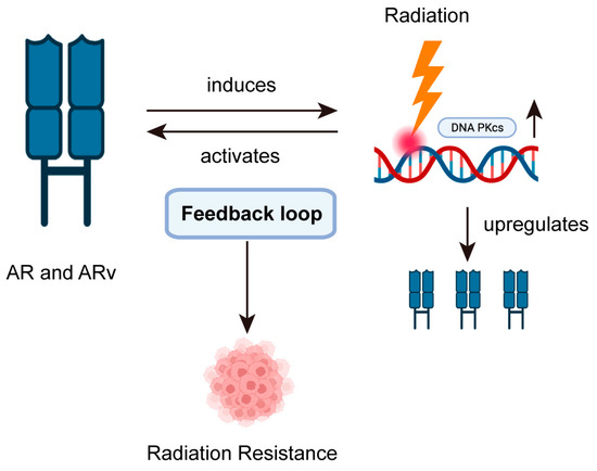 Uncovering the Secrets of Prostate Cancer’s Radiotherapy Resistance ...