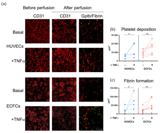 Development of Personalized Thrombogenesis and Thrombin Generation ...
