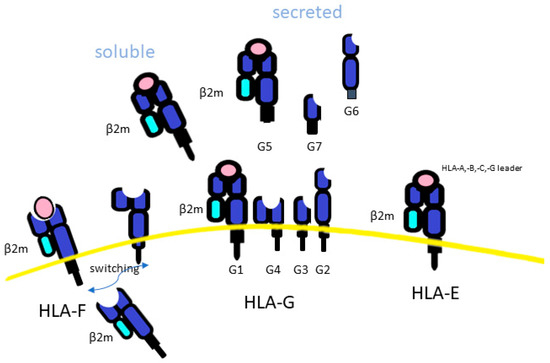 Non-Classical HLA Class 1b and Hepatocellular Carcinoma