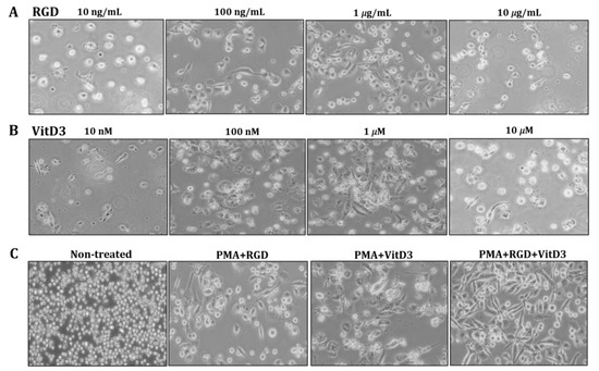 Human Regulatory Macrophages Derived from THP-1 Cells Using Arginylglycylaspartic Acid and ...