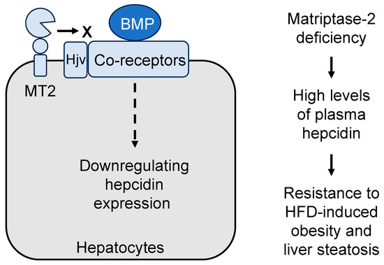 Type II Transmembrane Serine Proteases as Modulators in Adipose Tissue ...