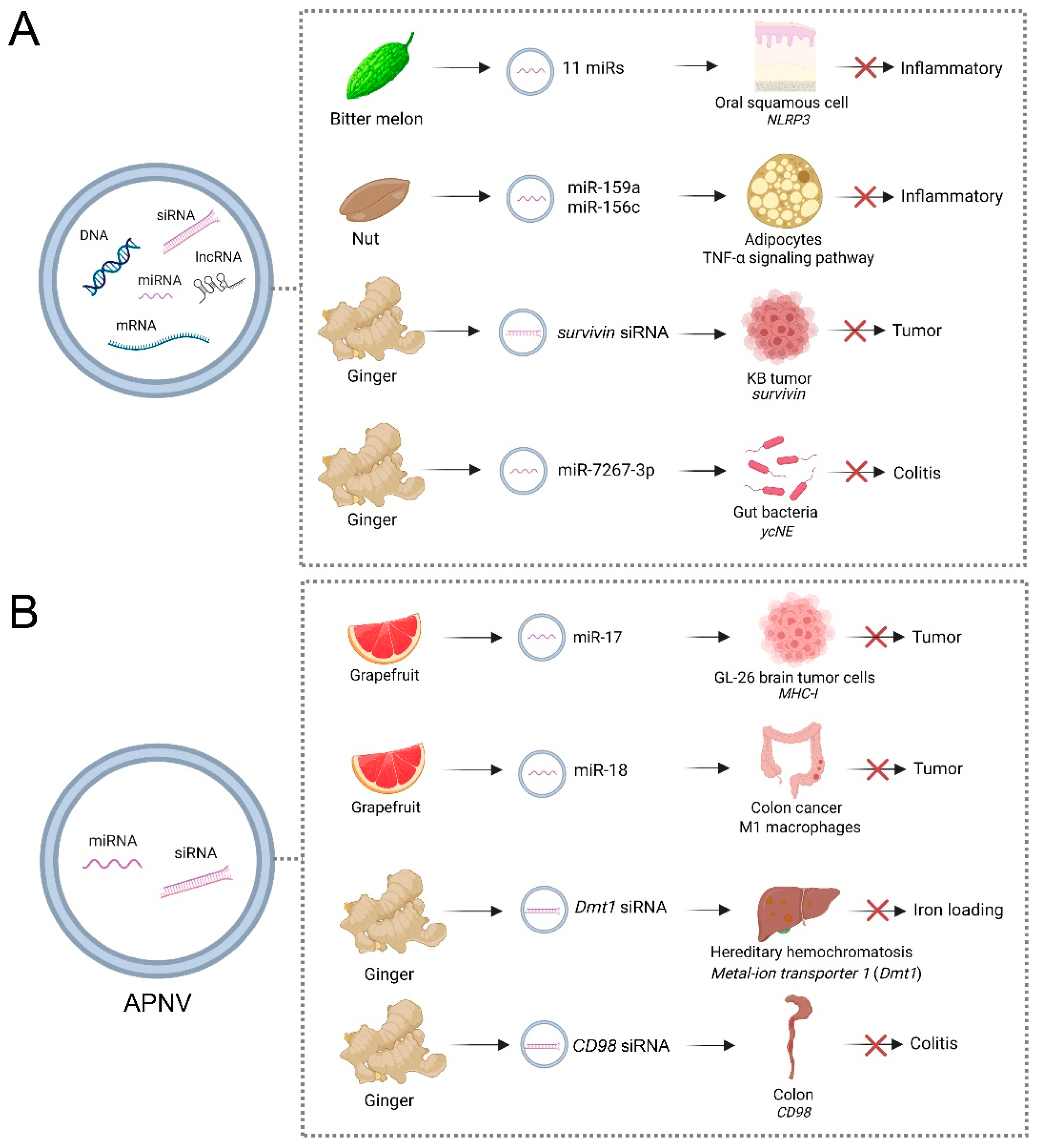 Biomedicines Free Full Text Plant Exosome Like Nanovesicles And