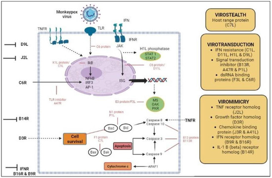 Biomedicines | Free Full-Text | An Updated Review on Monkeypox Viral ...