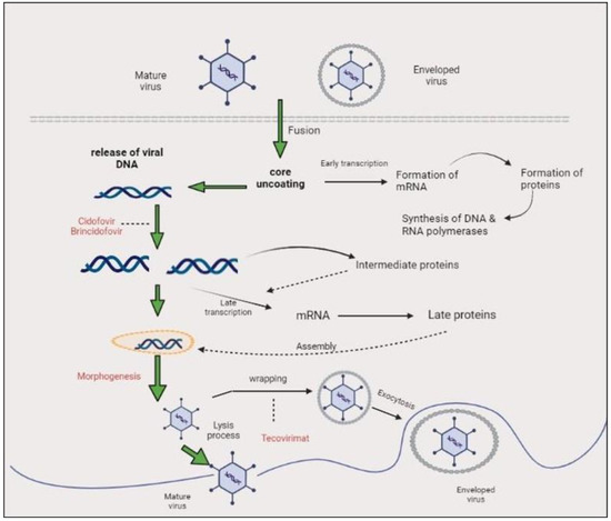 Biomedicines | Free Full-Text | An Updated Review on Monkeypox Viral ...