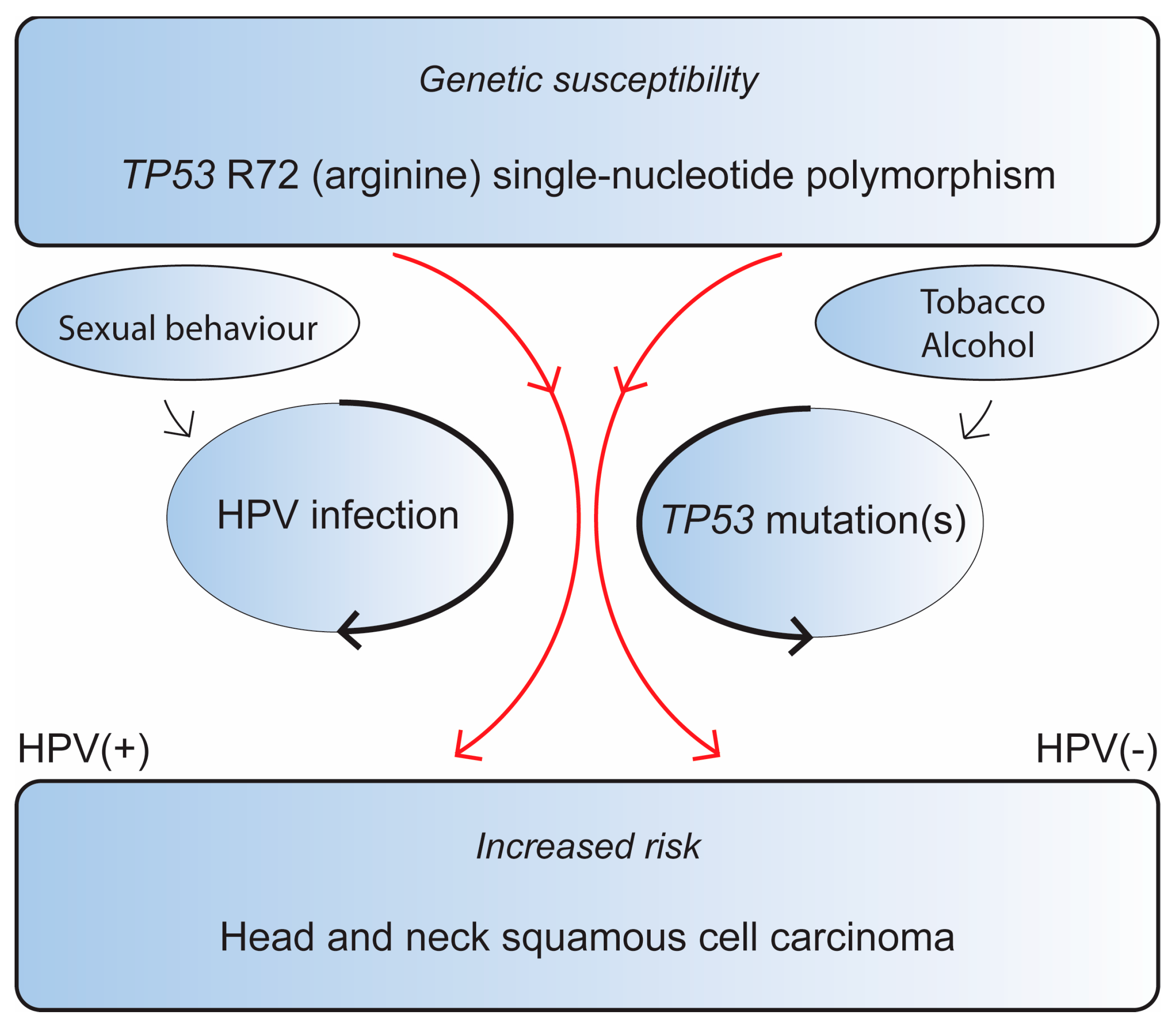 The TP53 Codon 72 Arginine Polymorphism Is Found with Increased TP53 Somatic Mutations in HPV(− ...