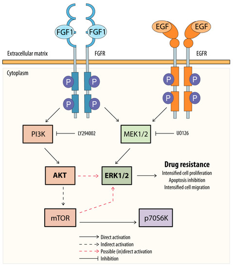 FGF1 Protects MCF-7 Cells against Taltobulin through Both the MEKs/ERKs and PI3K/AKT Signaling ...