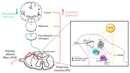 Diabetic Neuropathic Pain and Serotonin: What Is New in the Last 15 Years?
