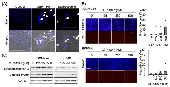 The Novel MDM4 Inhibitor CEP-1347 Activates the p53 Pathway and Blocks ...