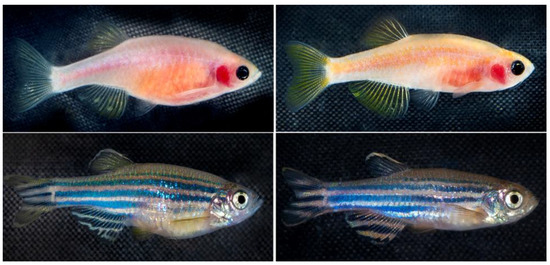 Biomedicines | Free Full-Text | Development of a Transparent Transgenic ...