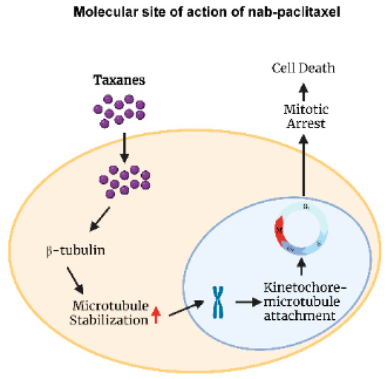 Nab-Paclitaxel in the Treatment of Gastrointestinal Cancers ...