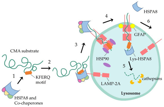 The Complex Role of Chaperone-Mediated Autophagy in Cancer Diseases