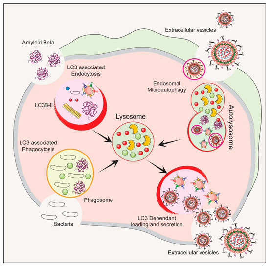 Impact and Advances in the Role of Bacterial Extracellular Vesicles in ...