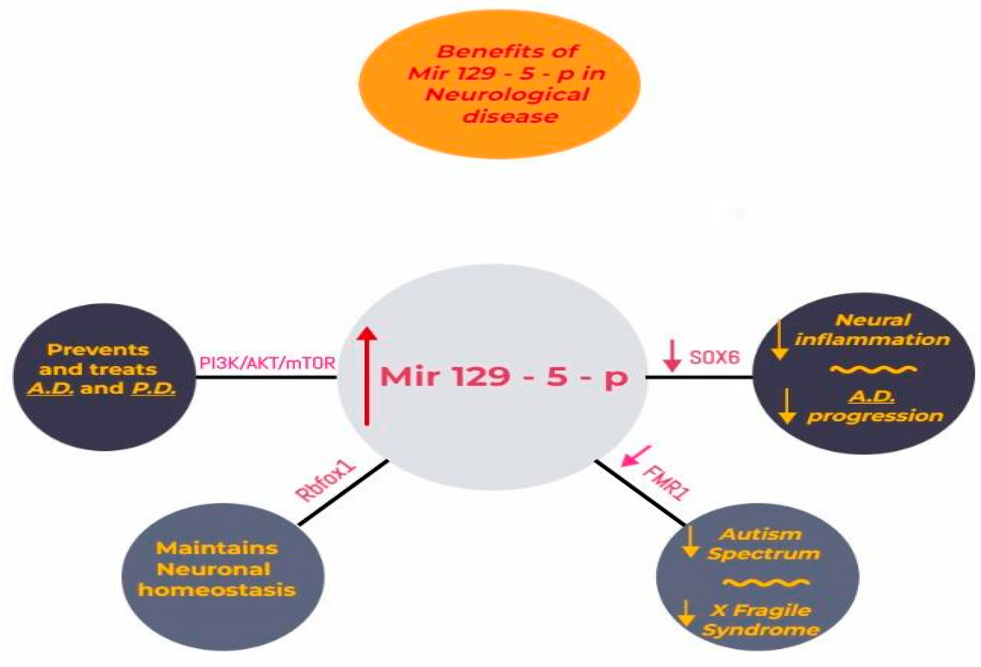 Has-miR-129-5p’s Involvement in Different Disorders, from Digestive ...