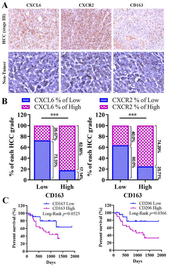 Biomedicines | Free Full-Text | Tumor-Associated Macrophages Affect the ...