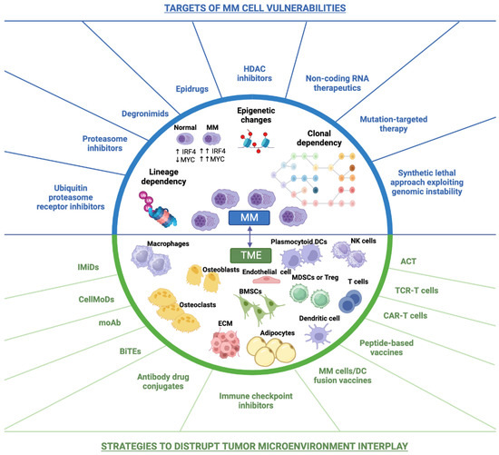 Breaking through Multiple Myeloma: A Paradigm for a Comprehensive Tumor Ecosystem Targeting