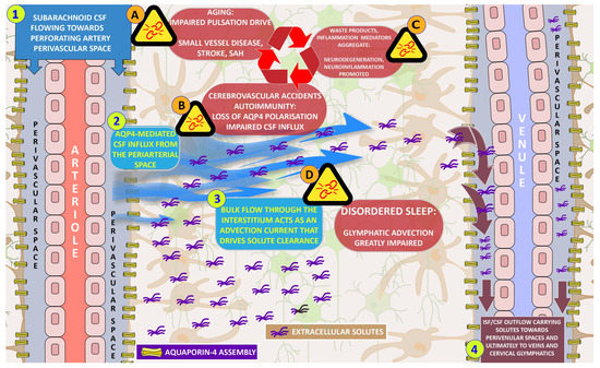 The Dynamic Relationship between the Glymphatic System, Aging, Memory ...