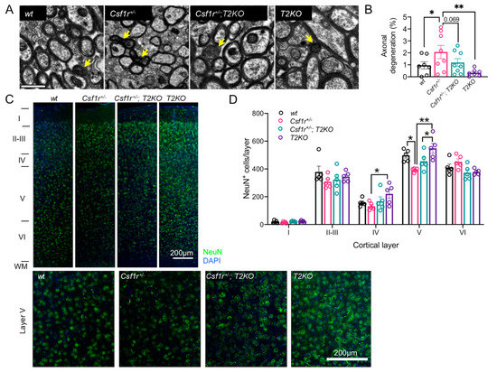 Trem2 Enhances Demyelination in the Csf1r+/− Mouse Model of ...