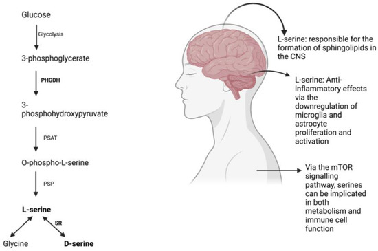 L-serine: Neurological Implications and Therapeutic Potential