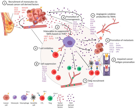 Biomedicines | Free Full-Text | Metamorphic Effect of Angiogenic Switch ...