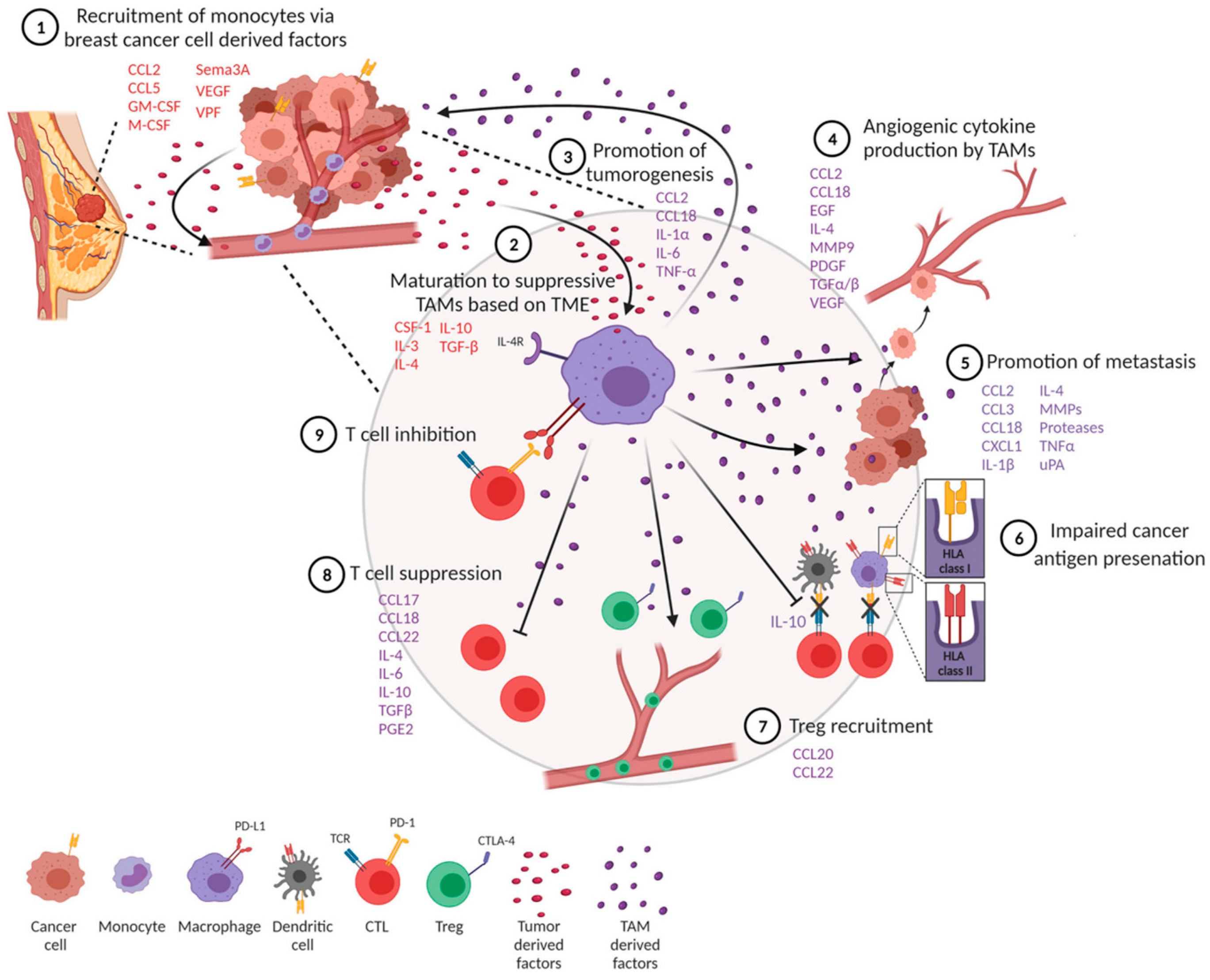 Biomedicines Free Full Text Metamorphic Effect Of Angiogenic Switch