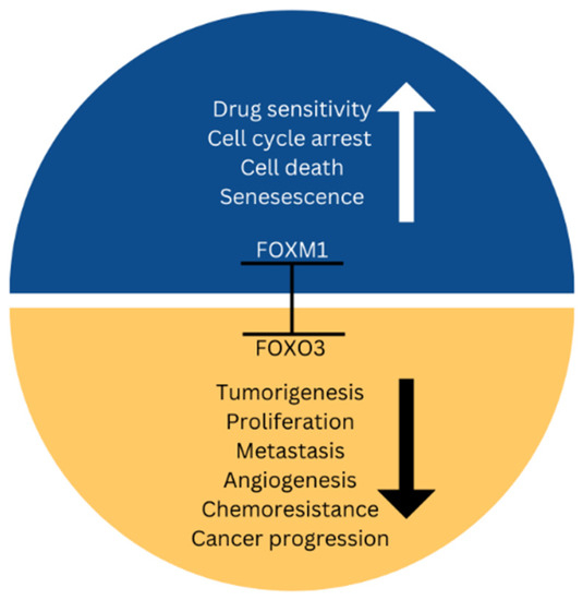Role of Fork-Head Box Genes in Breast Cancer: From Drug Resistance to ...