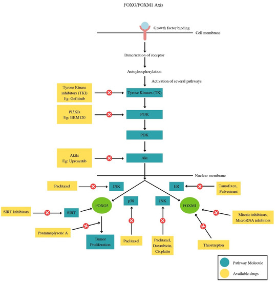 Role of Fork-Head Box Genes in Breast Cancer: From Drug Resistance to ...
