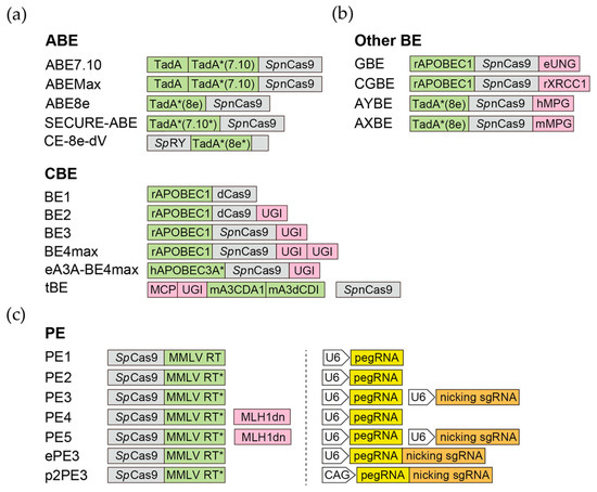 Progress and Prospects of Gene Editing in Pluripotent Stem Cells