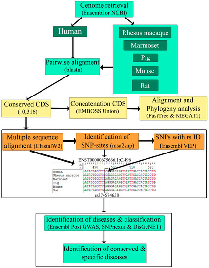 Evaluation of Five Mammalian Models for Human Disease Research Using ...