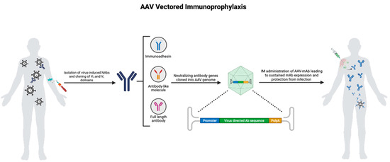 Recent Advancements in AAV-Vectored Immunoprophylaxis in the Nonhuman ...