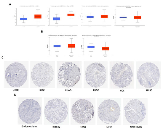Cyclin Dependent Kinase Inhibitor 2A Genetic and Epigenetic Alterations ...