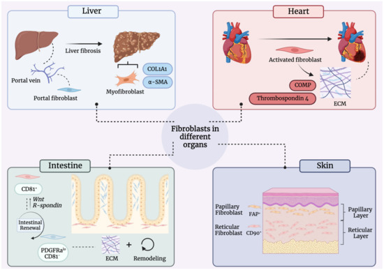 Understanding Fibroblast Heterogeneity in Form and Function