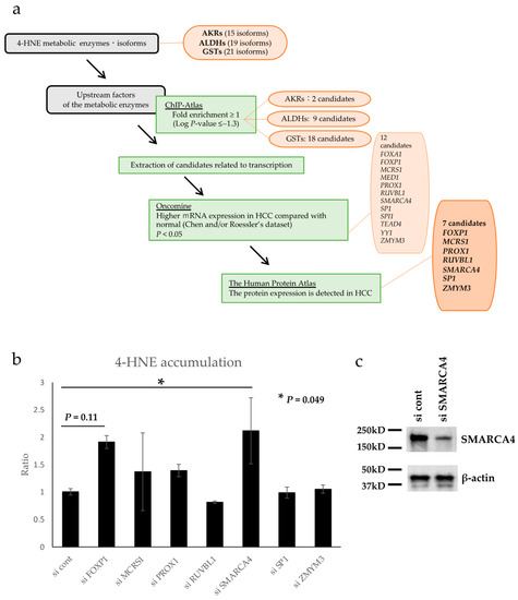 Biomedicines | Free Full-Text | Regulation of 4-HNE via SMARCA4 Is ...