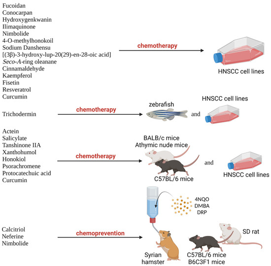 A Comprehensive Review of Natural Products as Therapeutic or ...
