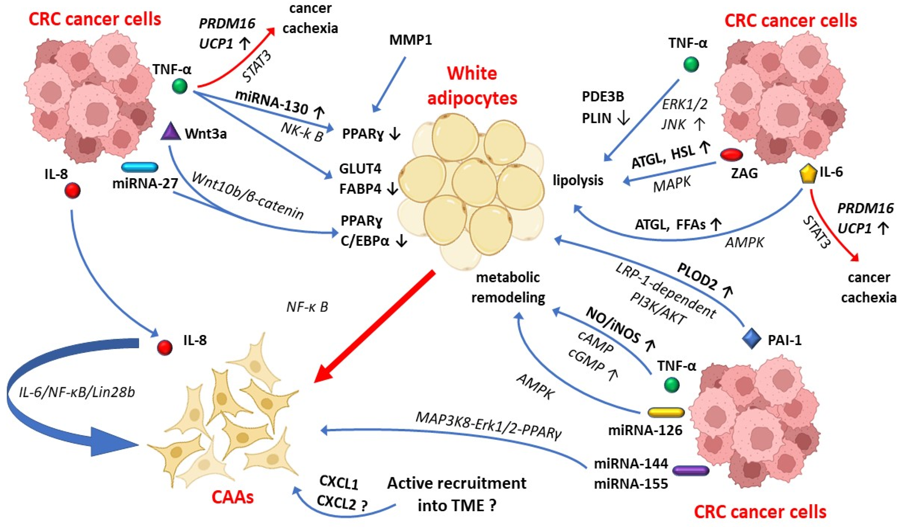 Multi-Faceted Role of Cancer-Associated Adipocytes in Colorectal Cancer