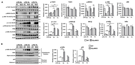 Small Heterodimer Partner Modulates Macrophage Differentiation during ...