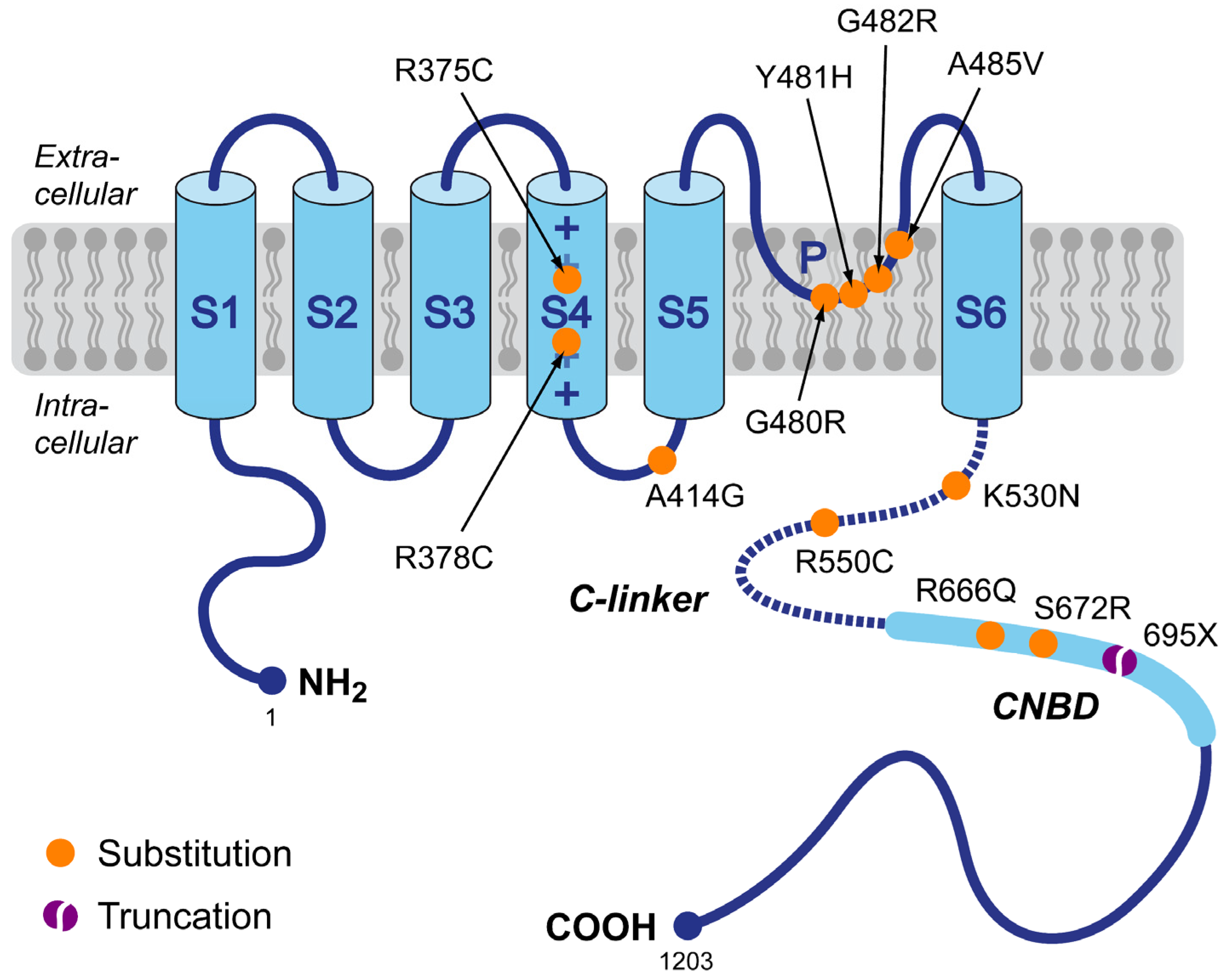 The Action Potential Clamp Technique as a Tool for Risk Stratification ...