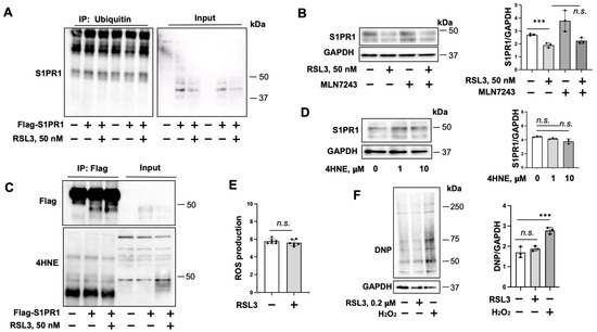 Biomedicines | Free Full-Text | Non-Lethal Doses of RSL3 Impair ...
